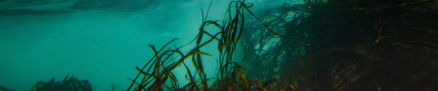 About About Us - Ocean Justice Ocean Justice